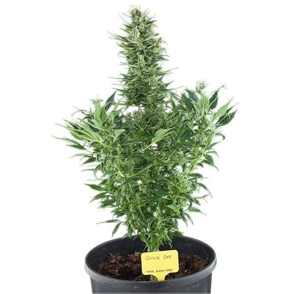 Quick One Autoflowering - ROYAL QUEEN SEEDS | TanieSianie.pl