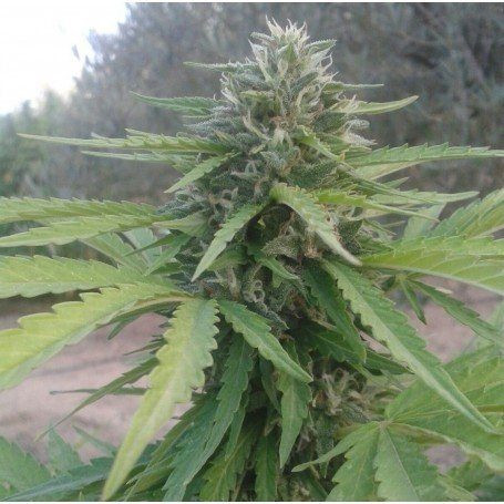 Amnesia Lemon Auto | TanieSianie.pl
