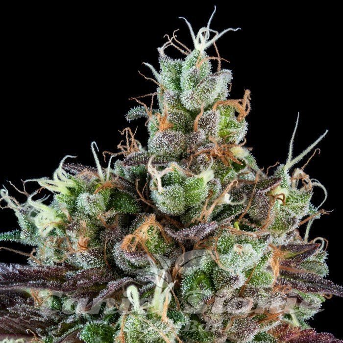 Sour Ripper Auto - RIPPER SEEDS | TanieSianie.pl