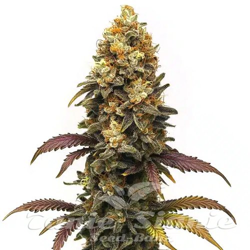 BC Diesel - BLIMBURN SEEDS | TanieSianie.pl