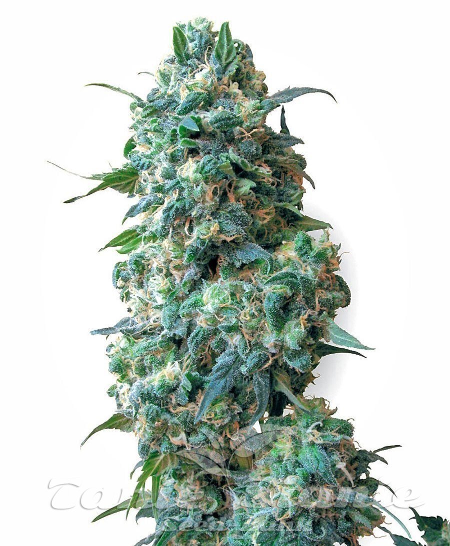 Afghan Kush Feminizowane | TanieSianie.pl