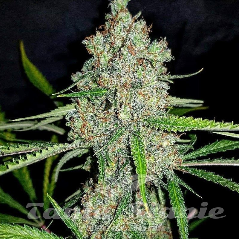 Amnesia HY-PRO | TanieSianie.pl