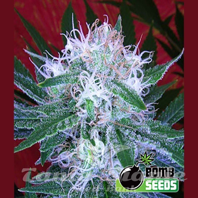 Auto Bomb - BOMB SEEDS | TanieSianie.pl