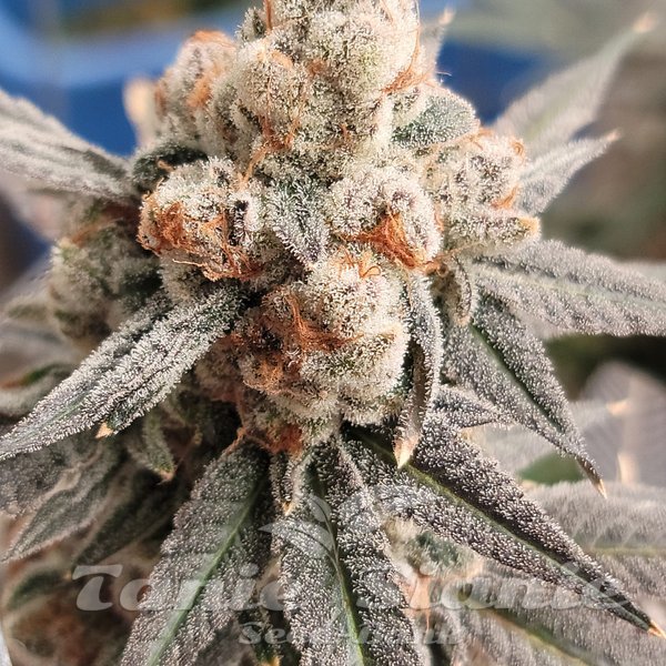 Gelato Punch - ELEV8 SEEDS | TanieSianie.pl