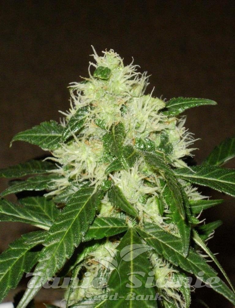 Lemon Skunk Auto Feminizowane | TanieSianie.pl