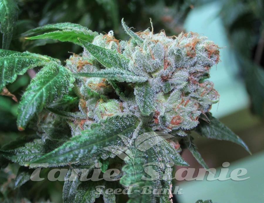 Sour Diesel - LOUD SEEDS nasiona marihuany | TanieSianie.pl Sour Diesel - LOUD SEEDS nasiona marihuany | TanieSianie.pl