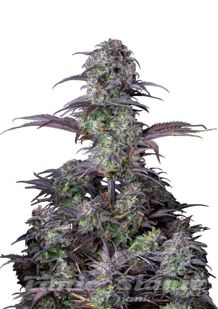 Original Blueberry Auto - FASTBUDS | TanieSianie.pl