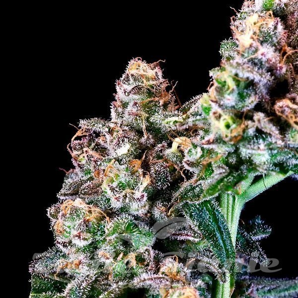 Purple Punch - ATLAS SEEDS | TanieSianie.pl