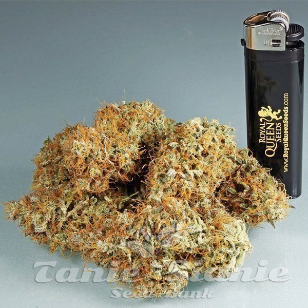 Amnesia Haze Automatic - ROYAL QUEEN SEEDS | TanieSianie.pl Amnesia Haze Automatic - ROYAL QUEEN SEEDS | TanieSianie.pl