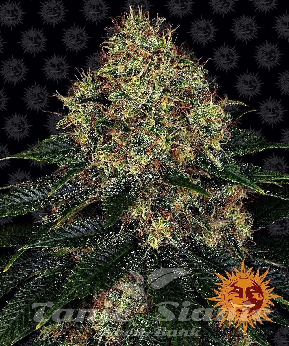 Skywalker OG Auto - BARNEY'S FARM | TanieSianie.pl
