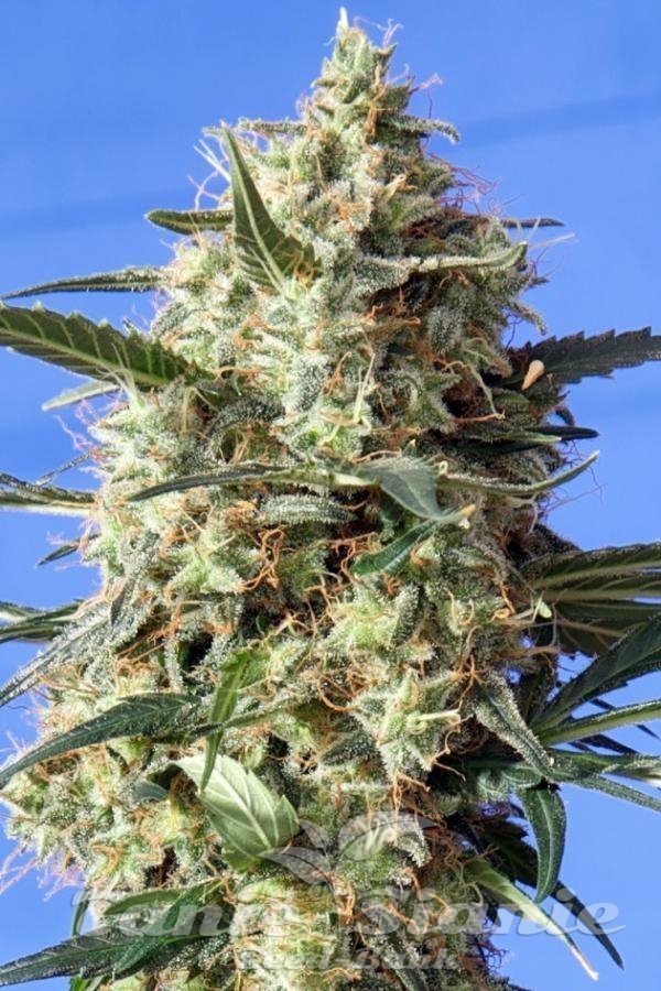 Snow White - Spliff Seeds | TanieSianie.pl