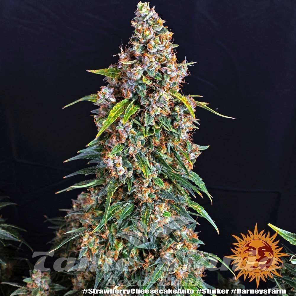 Strawberry Cheesecake Auto - BARNEY'S FARM | TanieSianie.pl