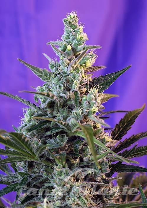 Sweet Skunk Fast Version - SWEET SEEDS | TanieSianie.pl
