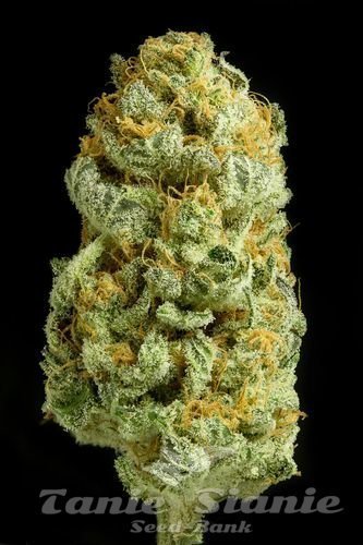 Critical Cheese - Dinafem Seeds | TanieSianie.pl
