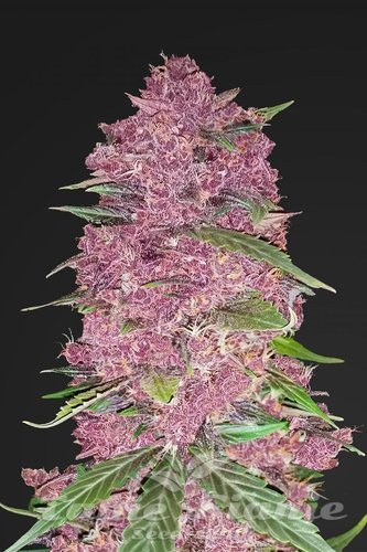 Purple Lemonade Auto - FASTBUDS | TanieSianie.pl