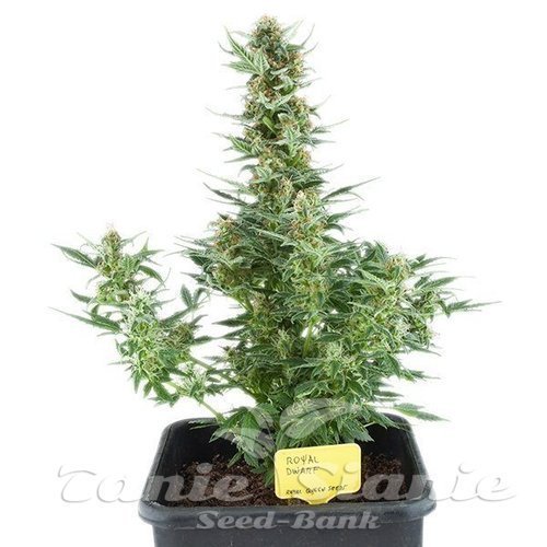 Royal Dwarf Auto - ROYAL QUEEN SEEDS - Sklep TanieSianie.pl