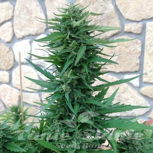 Sweet Tooth Auto Feminizowane | TanieSianie.pl